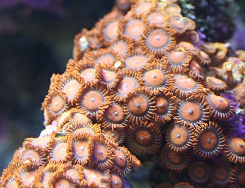 Orange Zoanthids