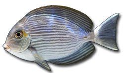 Rare Tang