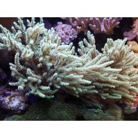 Branching & Leather Corals