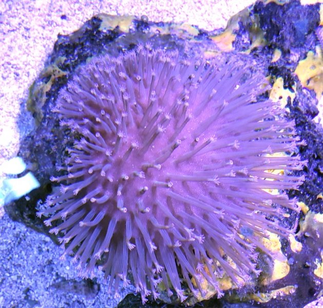 Snowflake Toadstool Soft Coral Tank Raised Soft Coral - AquaCorals ...
