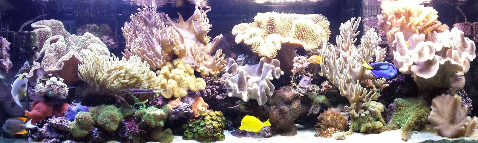 Soft Corals For Sale: Tank Raised Aquacultured Soft Corals, Hard Corals ...